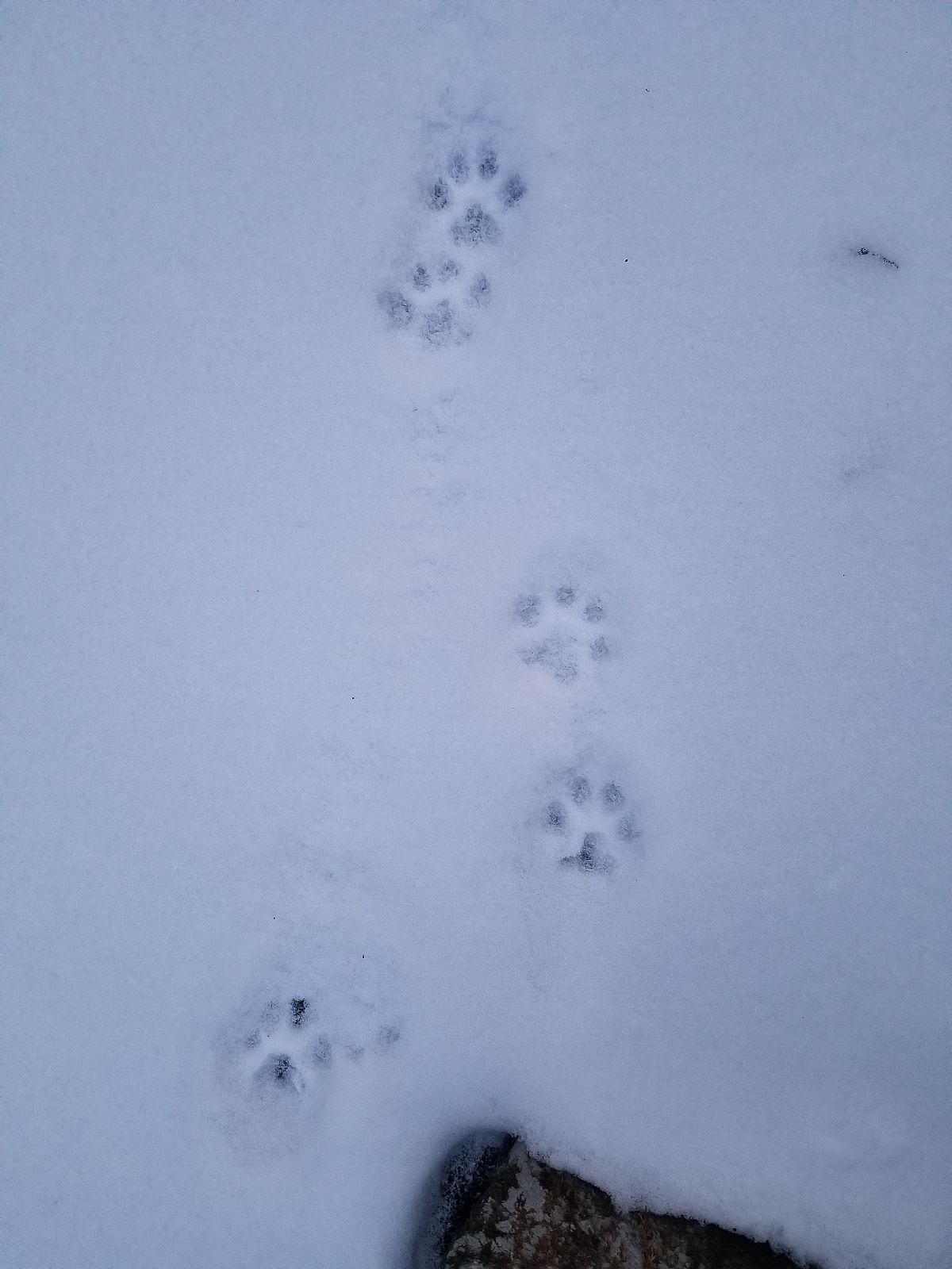 Mink Tracks In Snow