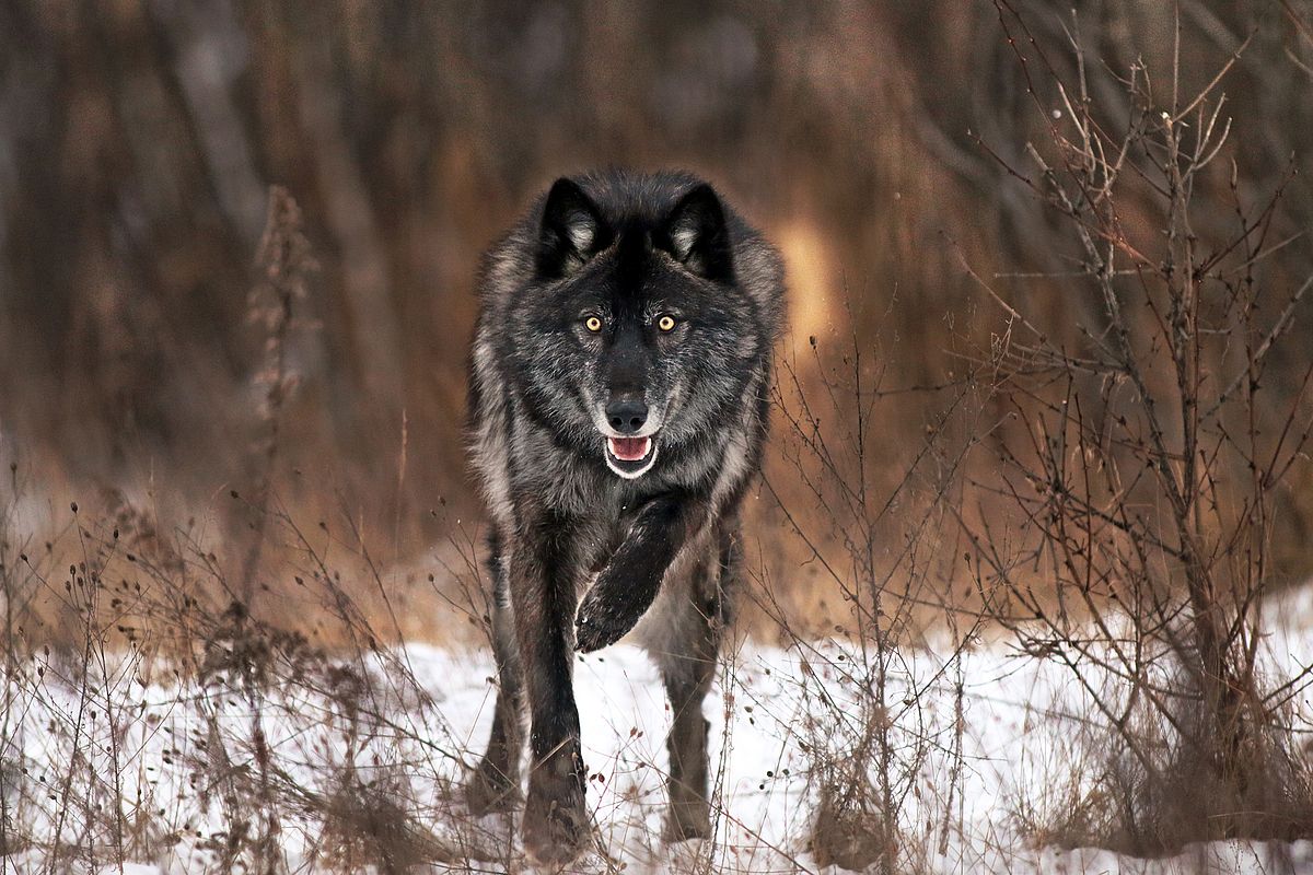 Animals of the North: What will climate change mean for them? - Cold ...