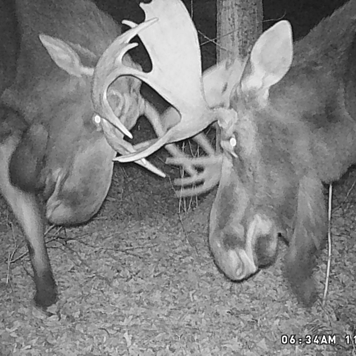 2025 Trail Camera Contest Winners - Cold Hollow to Canada