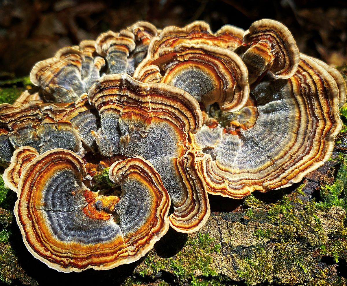 The Fungus Amongus - Cold Hollow to Canada