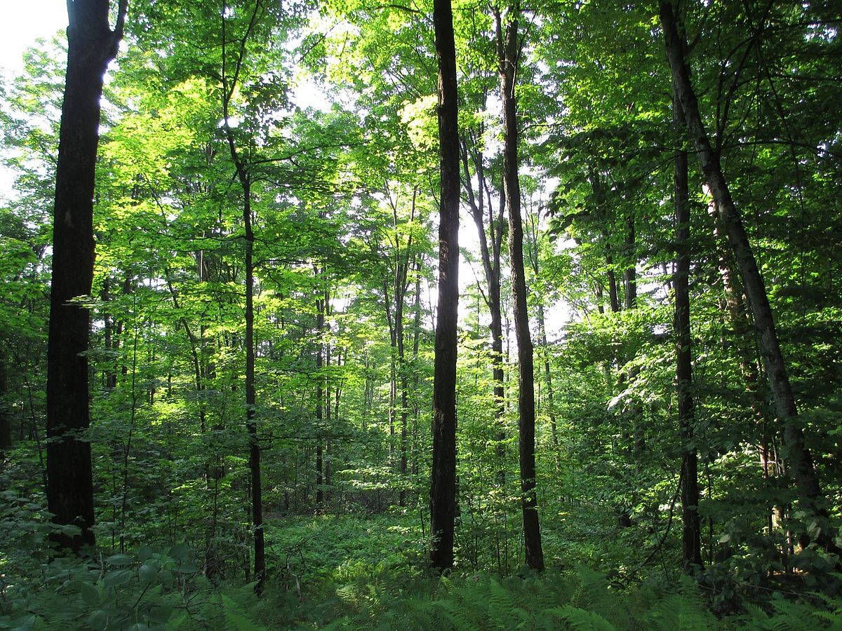 Adapting Forests to Climate Change - Healthy Forests Are Not a Luxury ...