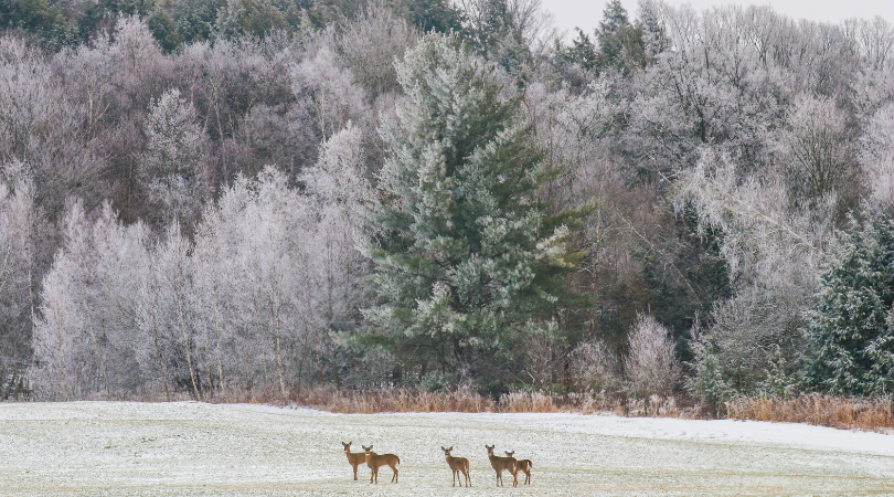 Paying it Forward for the Northern Forest - Cold Hollow to Canada